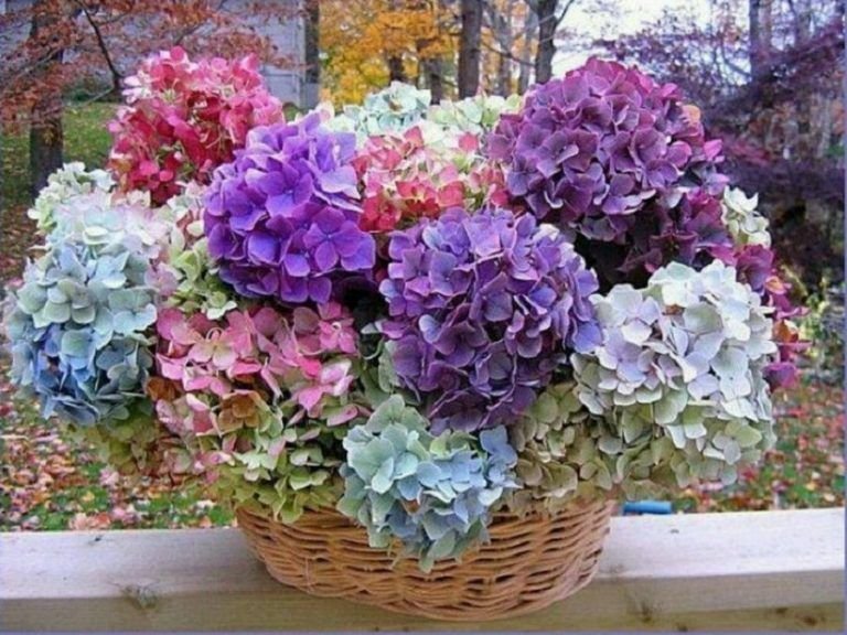 Hortensia: Cuidados, cultivo, significado y mucho más