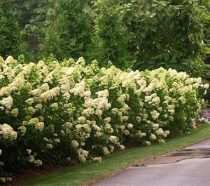 Hortensia: Cuidados, cultivo, significado y mucho más