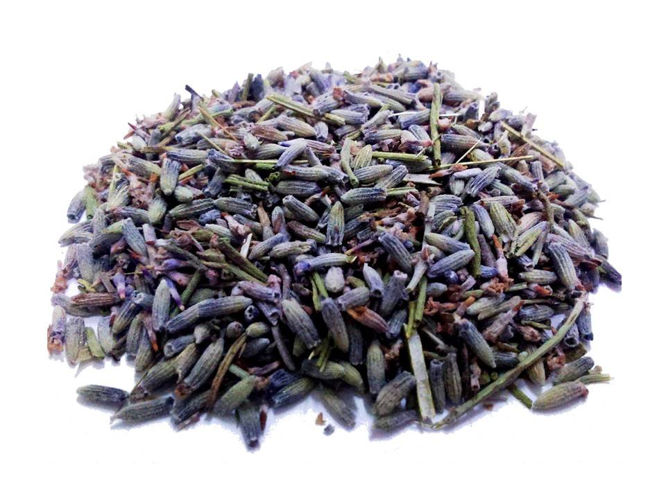 Lavanda: Características, cuidados, propiedades, reproducción y más