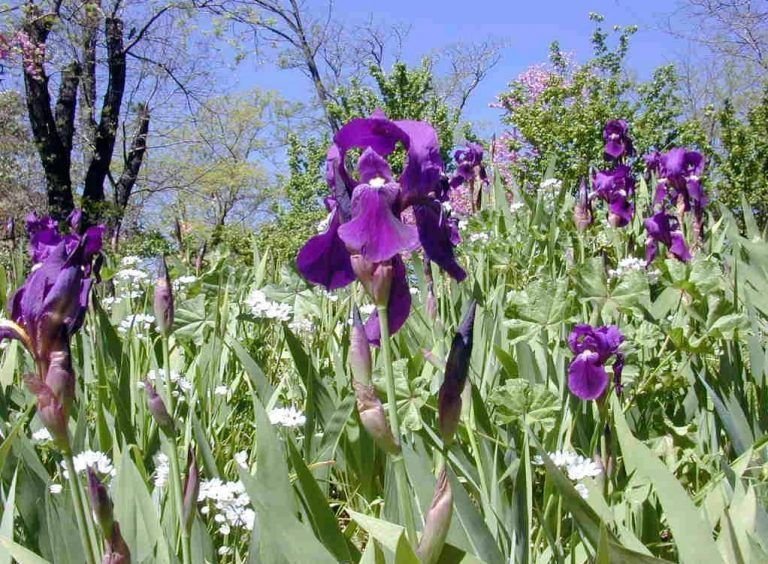 Lirio morado: Todo lo que tienes que saber sobre esta flor