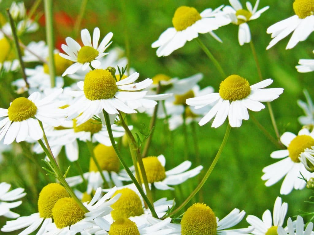 Manzanilla: Características, taxonomía, beneficios, contraindicaciones