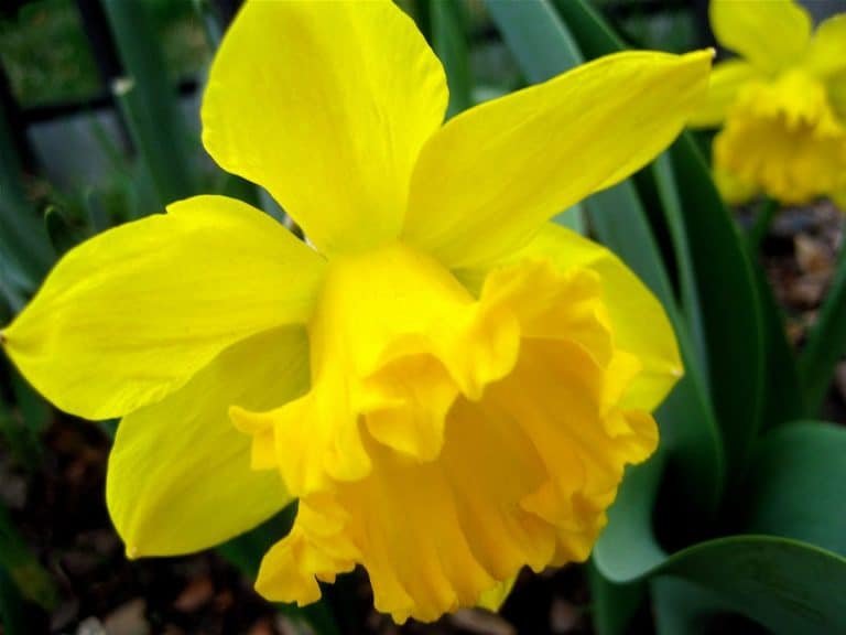Narcisos: Cuidados, plantación, leyenda y mucho más