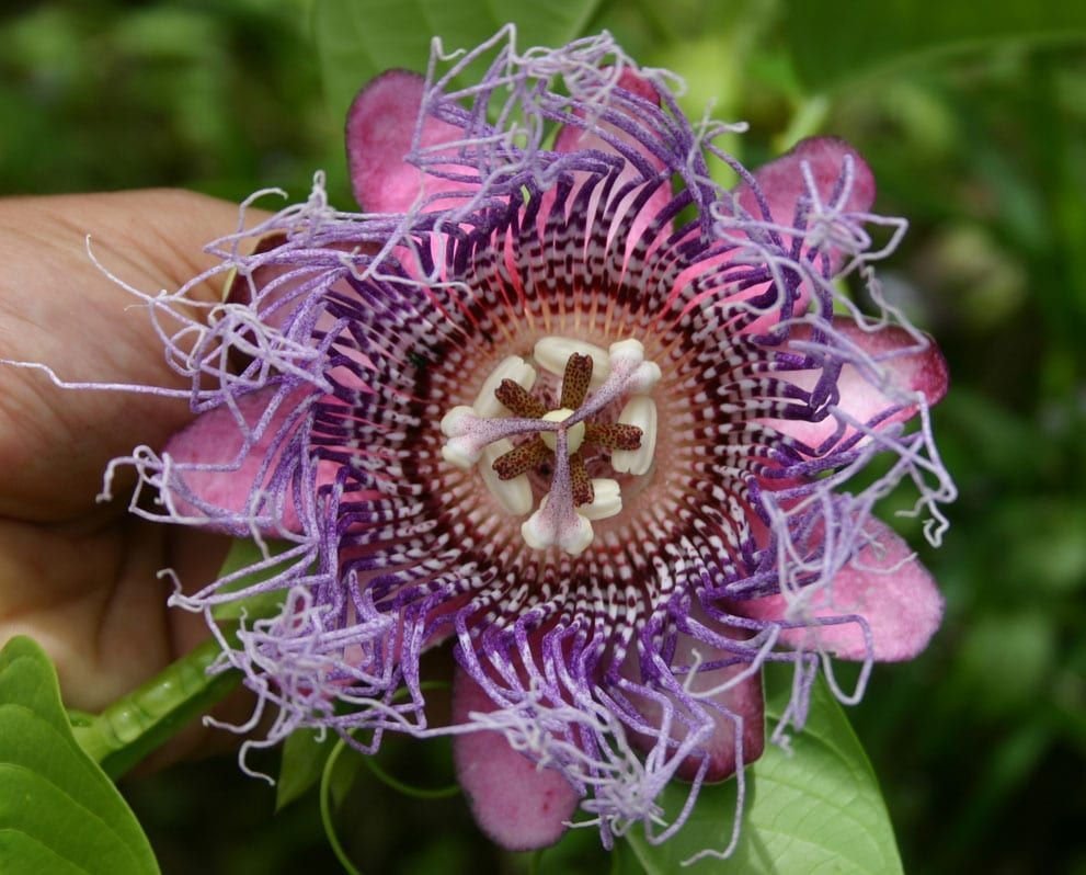 Passiflora quadrangularis: Todo lo que debes saber de las especie