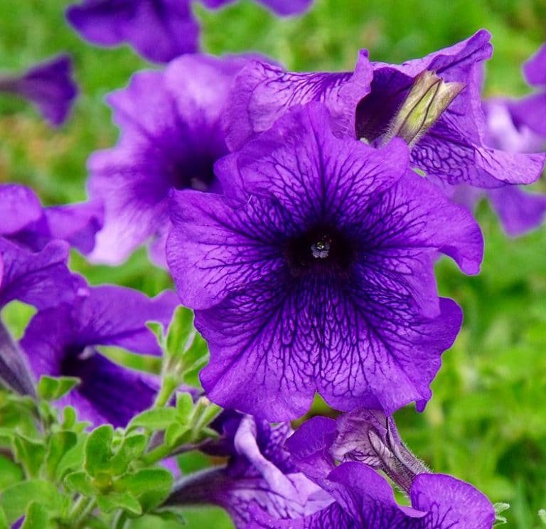 Petunias: Características, reproducción, variedades y mucho más.