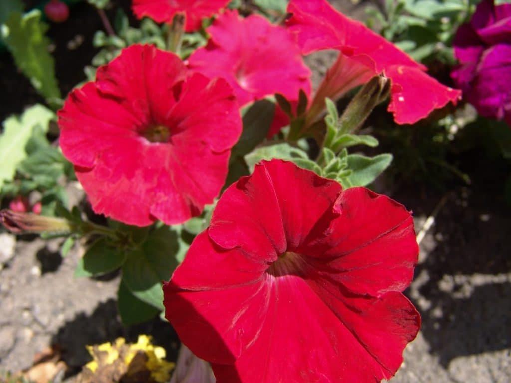 Petunias: Características, reproducción, variedades y mucho más.