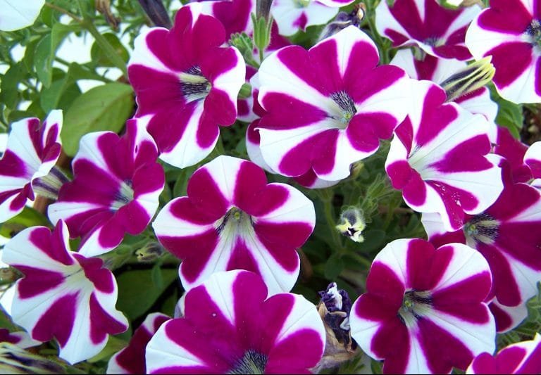 Petunias: Características, reproducción, variedades y mucho más.