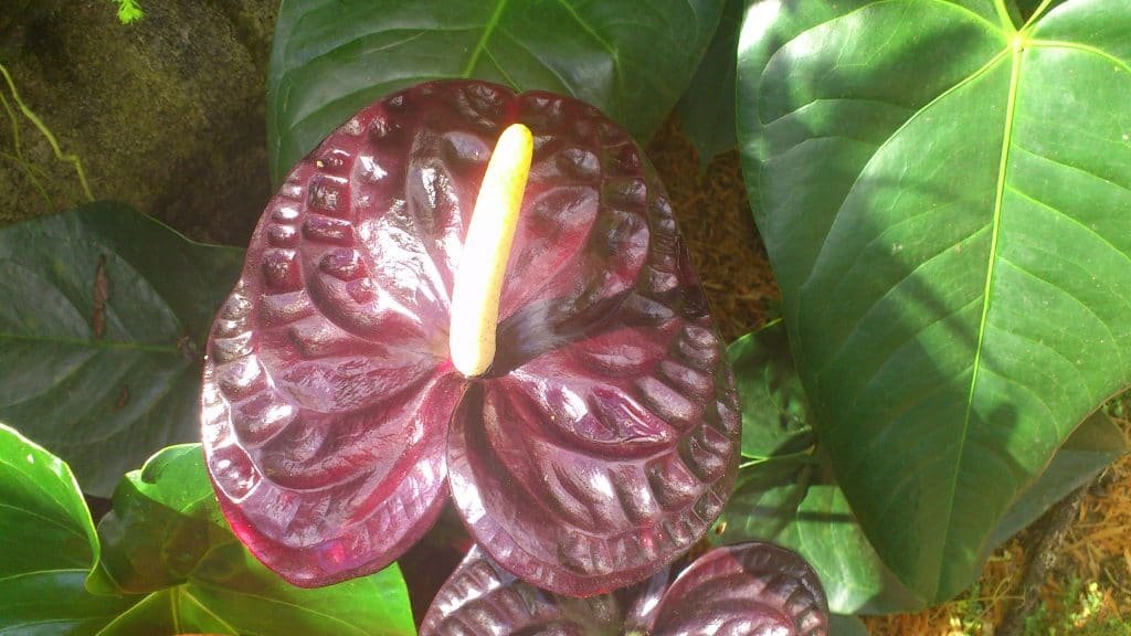 Planta de anthurium: Lo que debes saber de esta flor