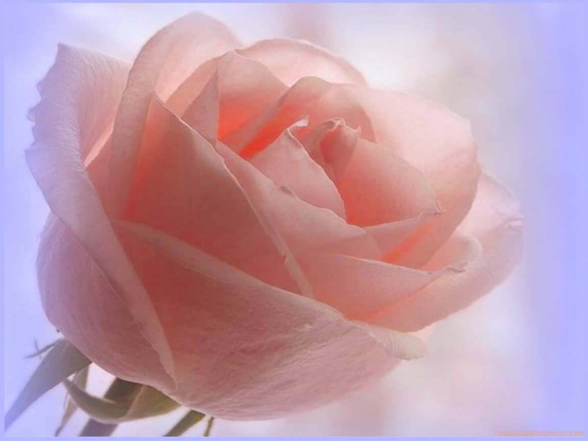 Significado de las rosas: Todo lo que debes saber sobre ello