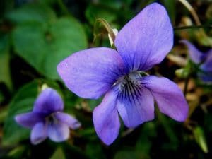 Viola odorata: Cuidados, cultivo, semillas y mucho más de la especie