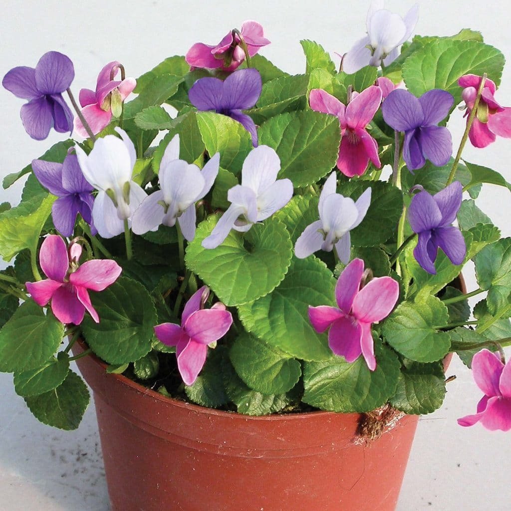 Viola odorata: Cuidados, cultivo, semillas y mucho más de la especie