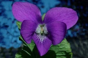 Viola odorata: Cuidados, cultivo, semillas y mucho más de la especie
