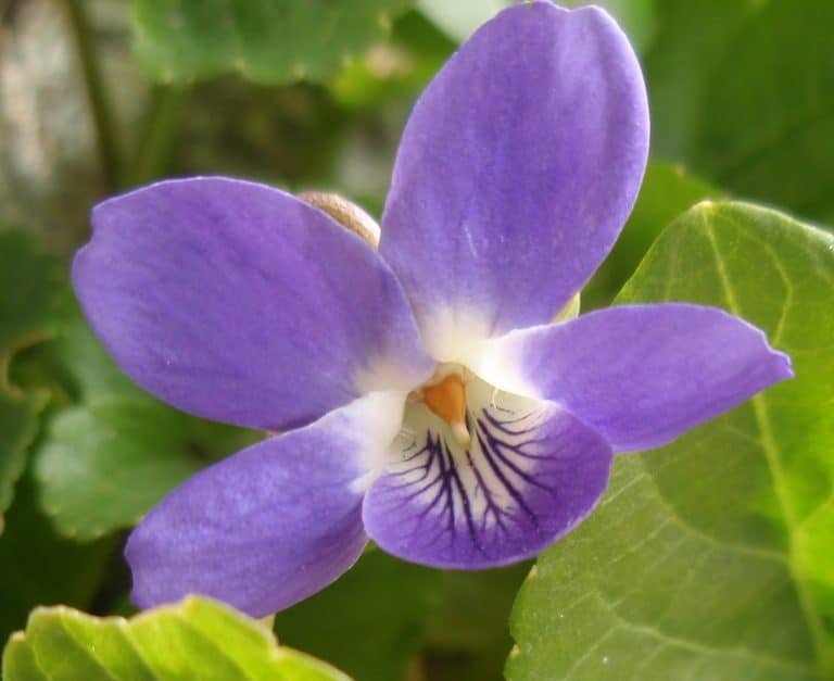 Viola odorata: Cuidados, cultivo, semillas y mucho más de la especie