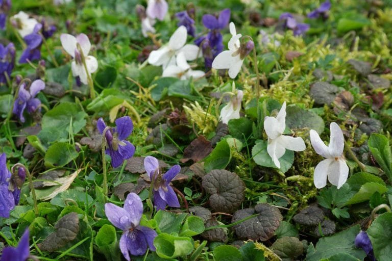 Viola odorata: Cuidados, cultivo, semillas y mucho más de la especie
