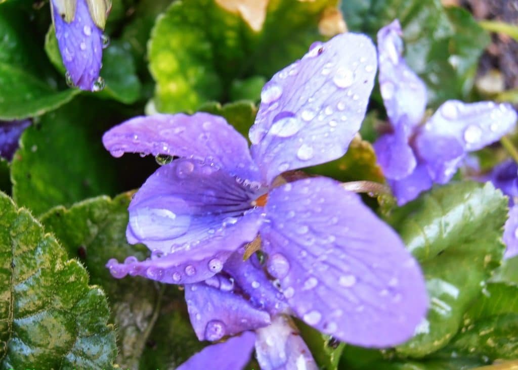 Viola odorata: Cuidados, cultivo, semillas y mucho más de la especie