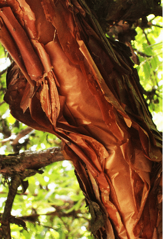 Descubre todo sobre el Tabaquillo