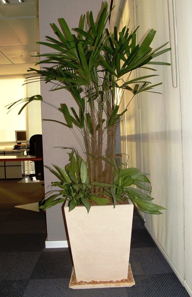 La Rafia: Características, propiedades, variedades, usos, y más