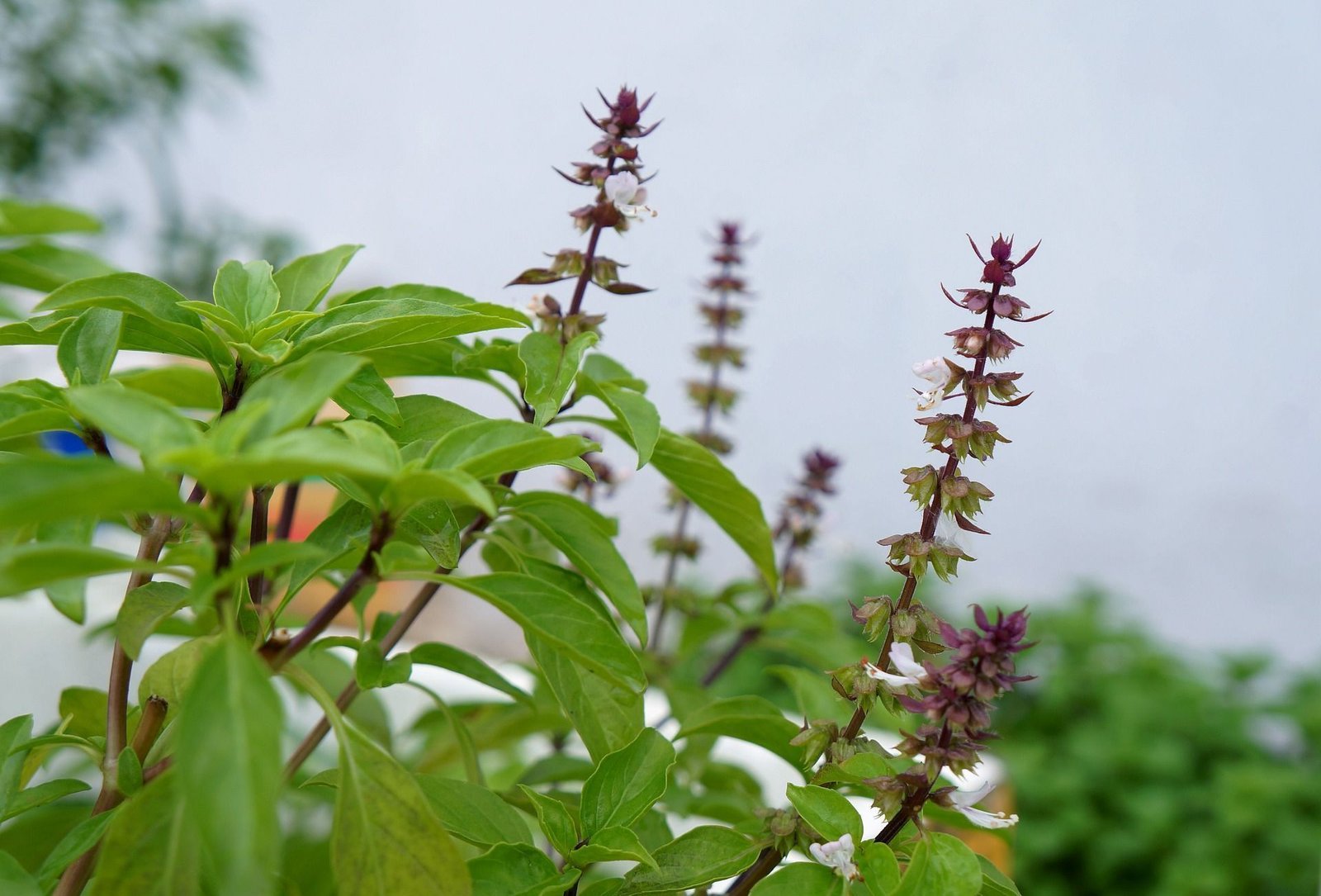 ALBAHACA: ¿qué es?, historia, origen, taxonomía y mucho más