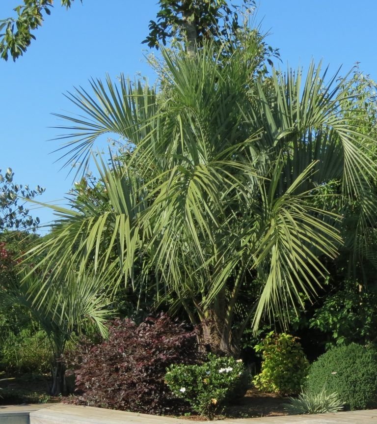 BUTÍA: propiedades, vitaminas, valor nutricional, fruta, y más