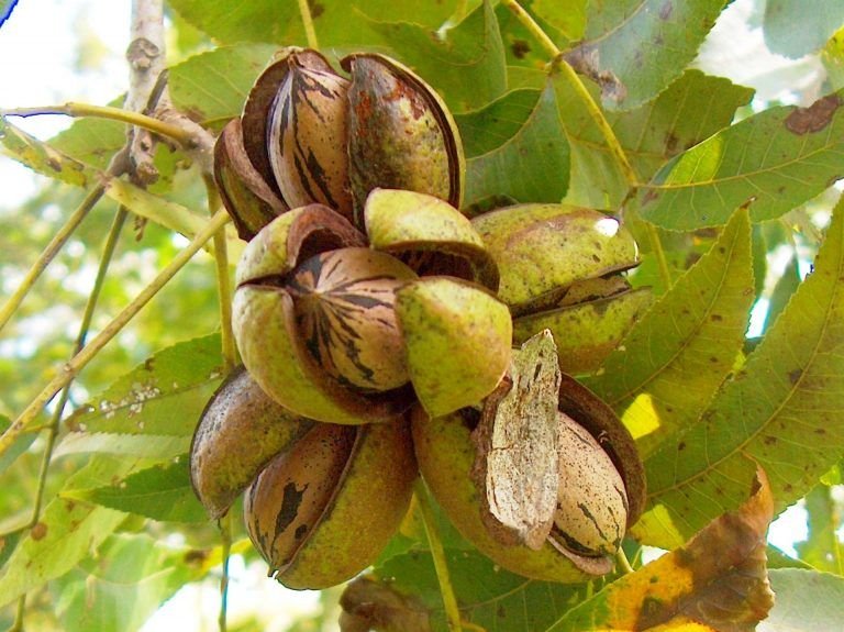 PECAN: origen, caracteristicas, propiedades, beneficios, y más
