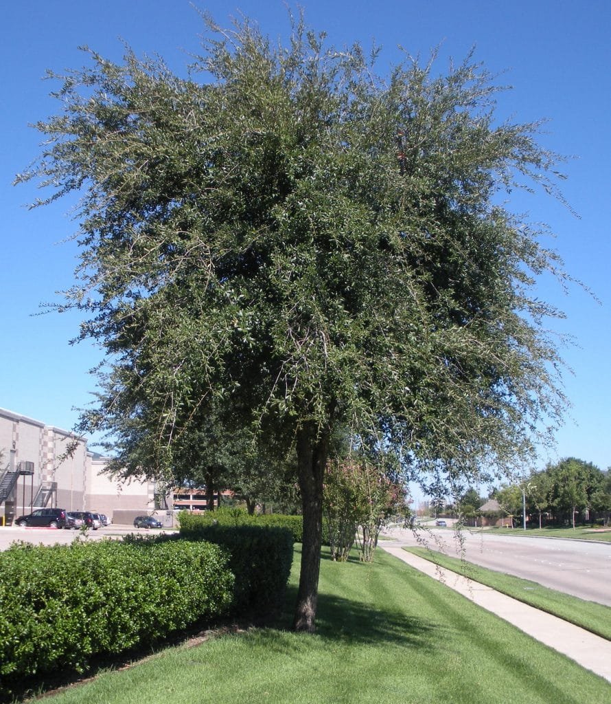Descubre las características del QUERCUS VIRGINIANA