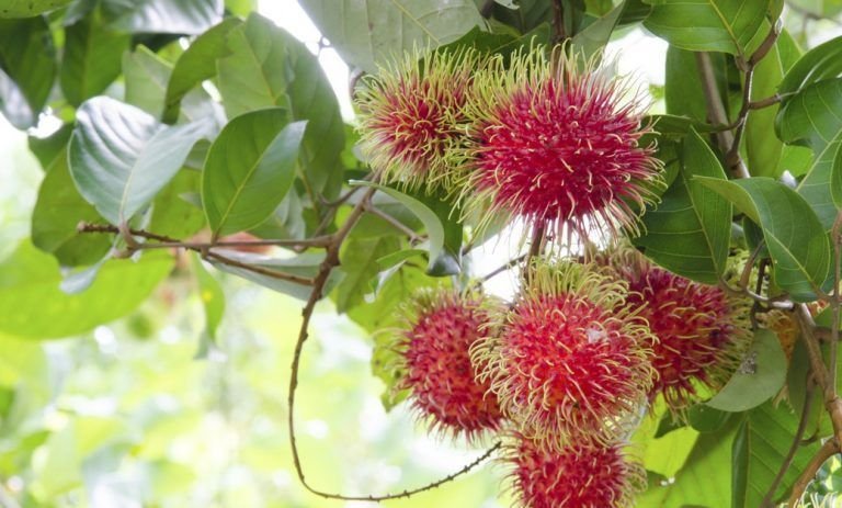Rambutan: caracteristicas, propiedades, beneficios, usos, y más