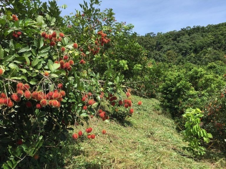 Rambutan: caracteristicas, propiedades, beneficios, usos, y más