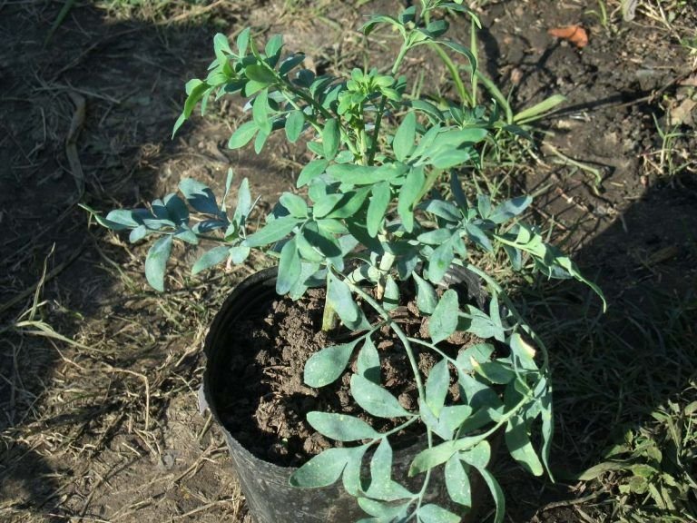 RUDA PLANTA MEDICINAL: historia, origen, nombre científico y más