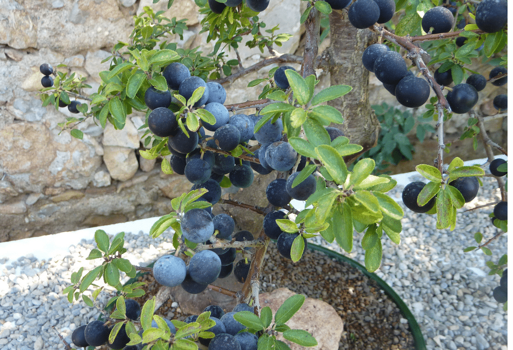 ENDRINO: propiedades, fruto, hábitat, y todo lo que debes saber