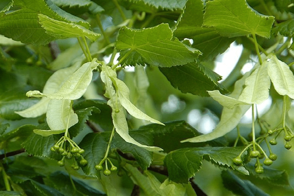 ¿Conoce el TILO DE HOJAS LARGAS? Aprenda todo sobre él aquí