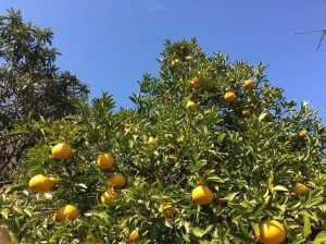 TORONJA: origen, características, taxonomía, propiedades, y más