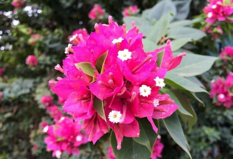 BUGAMBILIA: definición, origen, taxonomía, características y mucho más