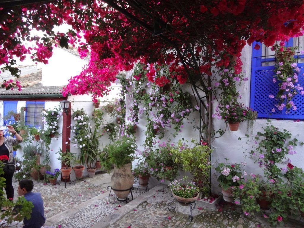 BUGAMBILIA: definición, origen, taxonomía, características y mucho más