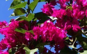 BUGAMBILIA: definición, origen, taxonomía, características y mucho más