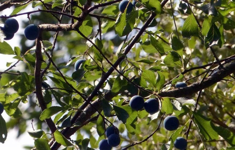 ENDRINO: propiedades, fruto, hábitat, y todo lo que debes saber