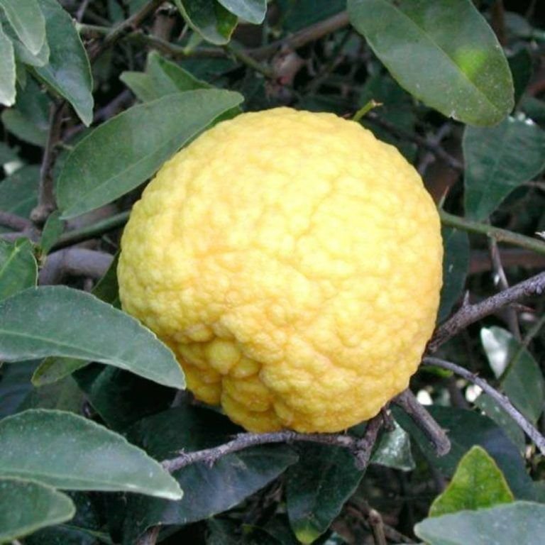CITRUS MÁXIMA características, propiedades, taxonomía, usos, y más