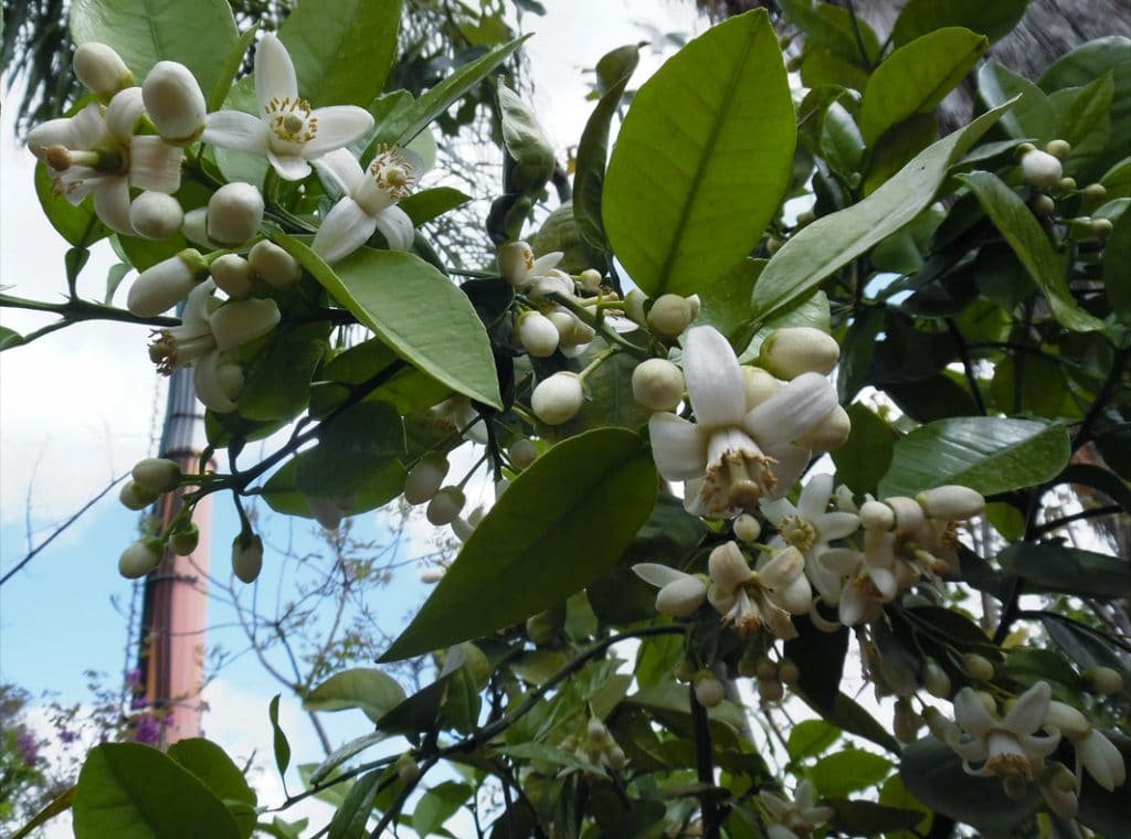 CITRUS MÁXIMA características, propiedades, taxonomía, usos, y más