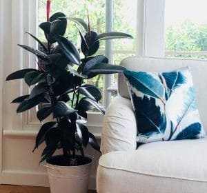 FICUS ELÁSTICA: Beneficios, reproducción, cuidados, usos, y más