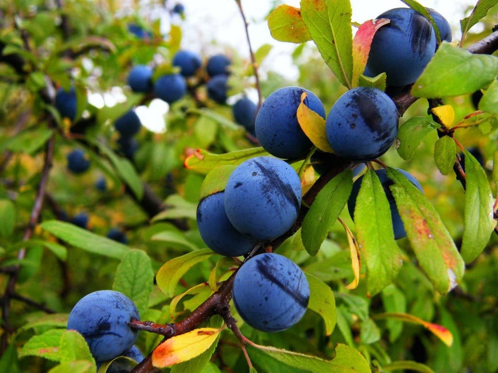 ENDRINO: propiedades, fruto, hábitat, y todo lo que debes saber