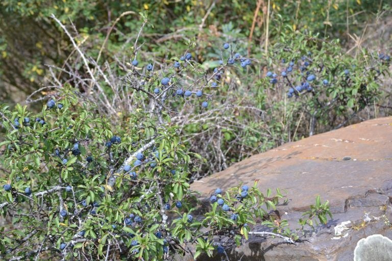 ENDRINO: propiedades, fruto, hábitat, y todo lo que debes saber