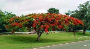 FLAMBOYAN: origen, características, cuidados, y lo que debes saber