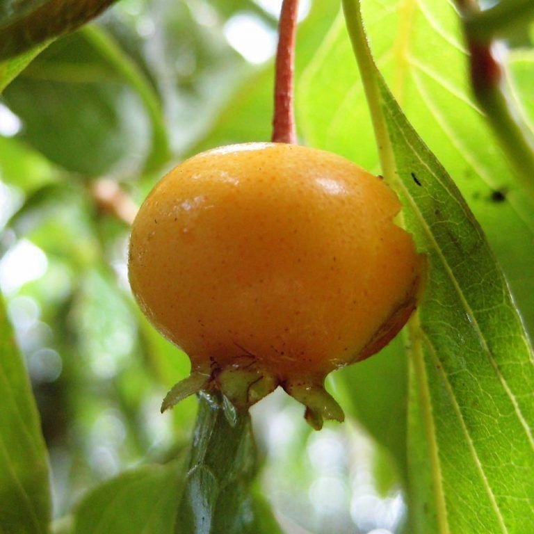 GUABIROBA: caracteristicas, fruto, beneficios, y mas