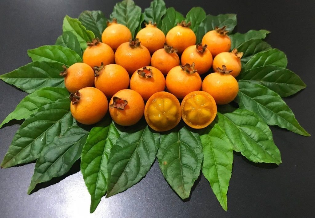 GUABIROBA: caracteristicas, fruto, beneficios, y mas