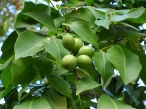 Conoce la HUAYA: Propiedades, usos, beneficios, y más