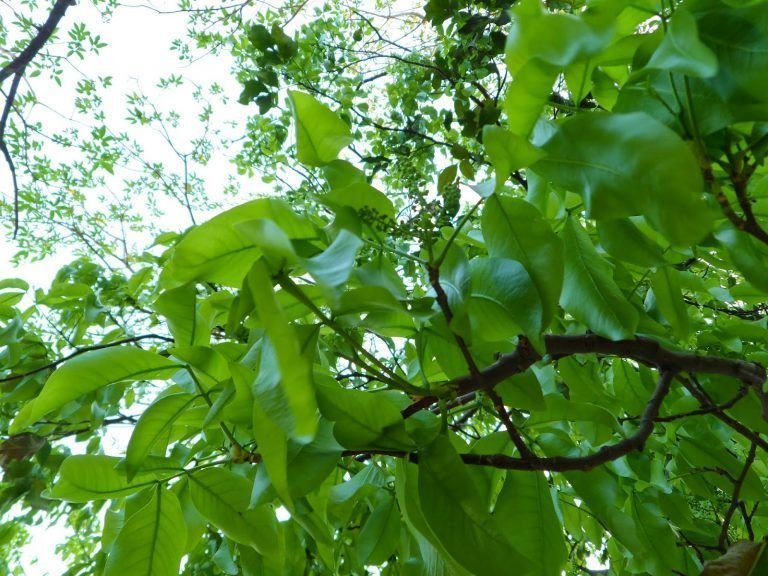 Conoce la HUAYA: Propiedades, usos, beneficios, y más