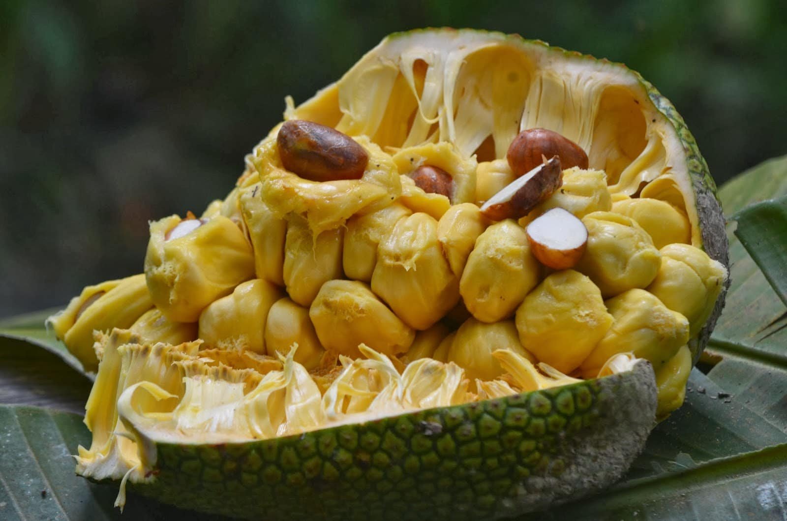 ÁRBOL DEL PAN características, propiedades, fruto y mucho más