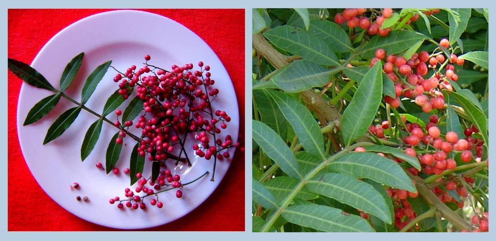 ANACAHUITA: nombre científico, característcas, usos medicinales y más