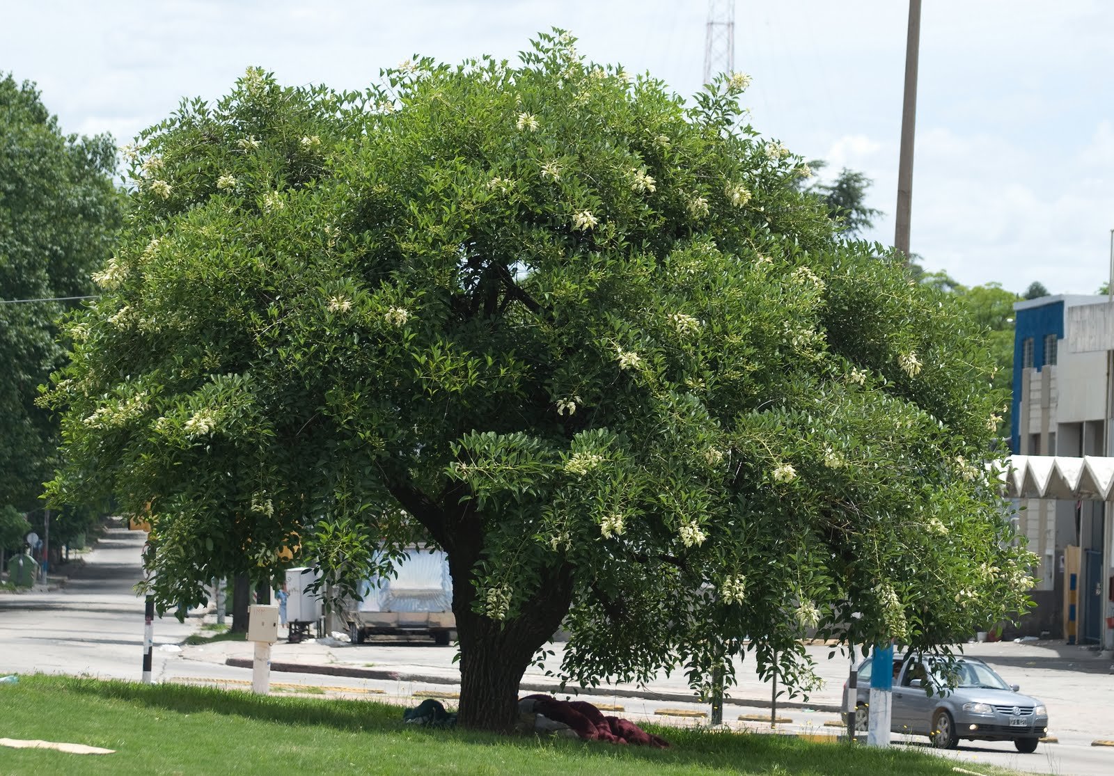 ANACAHUITA: nombre científico, característcas, usos medicinales y más