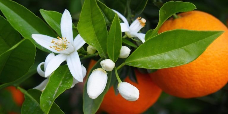 FLOR DE AZAHAR: propiedades, beneficios, contraindicaciones, y más