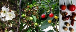 GUINDO: características, taxonomía, madera y más