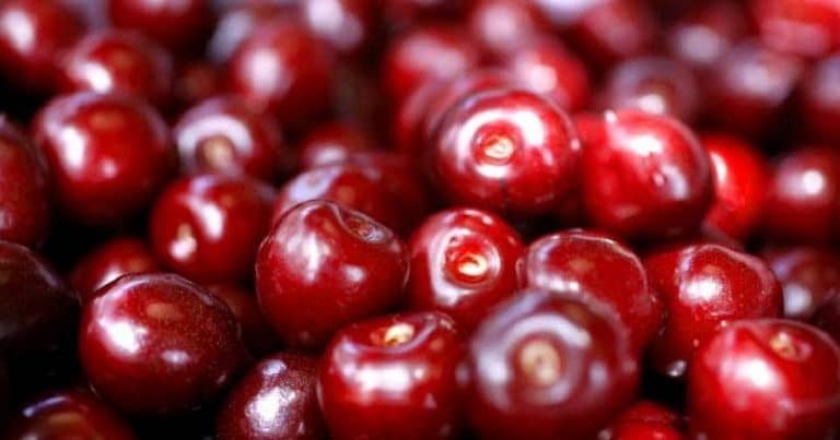 GUINDO: características, taxonomía, madera y más